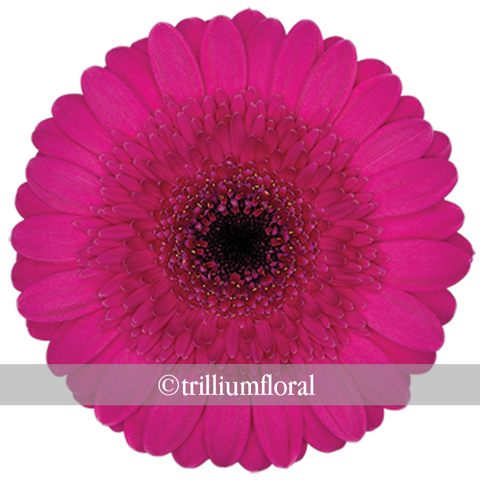 Mini Gerbera - Trillium Floral