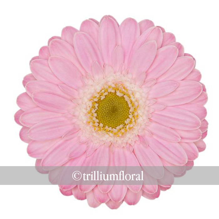 Mini Gerbera - Trillium Floral