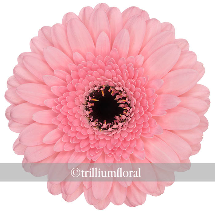 Mini Gerbera - Trillium Floral