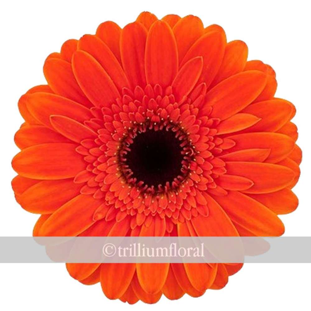 Mini Gerbera - Trillium Floral