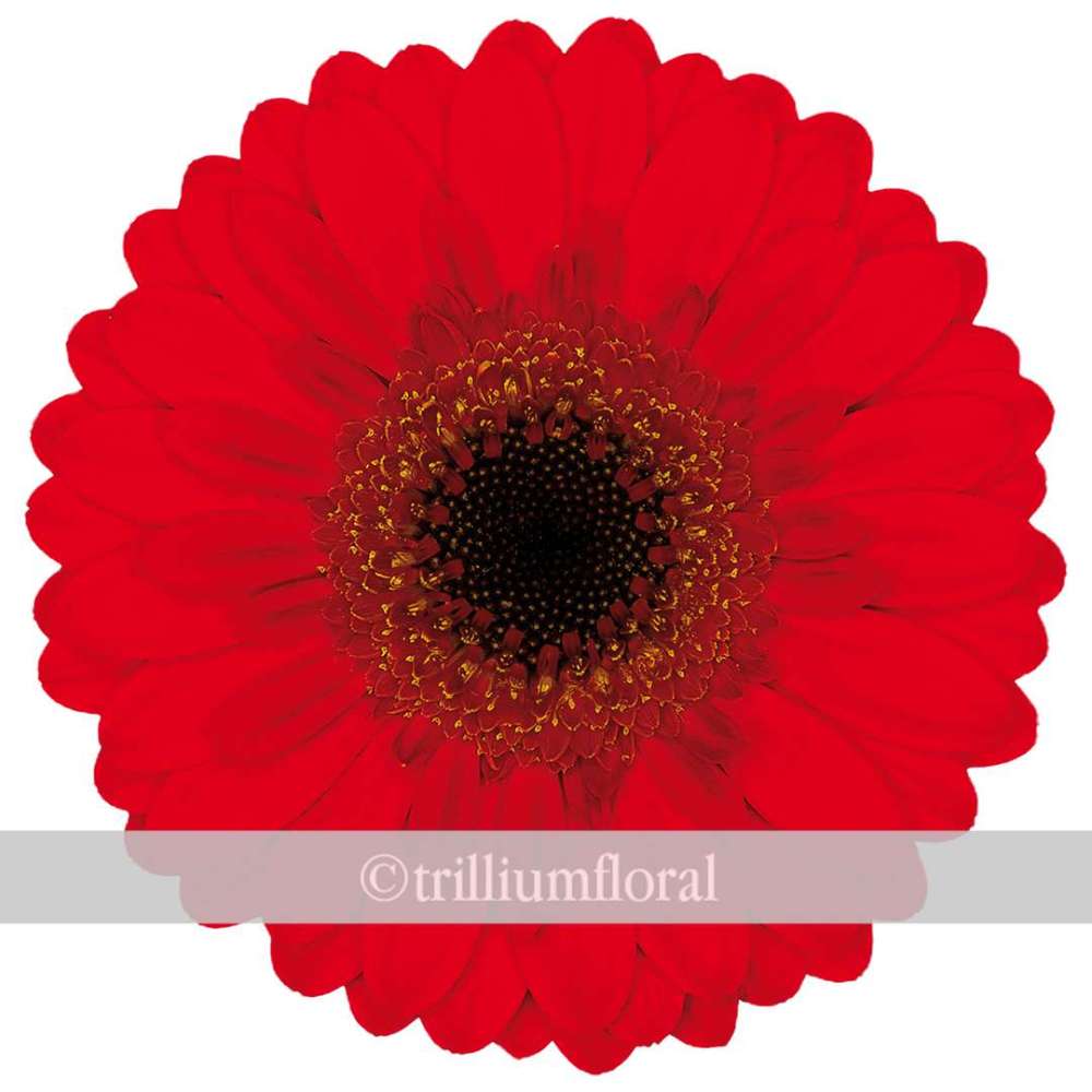 Mini Gerbera - Trillium Floral