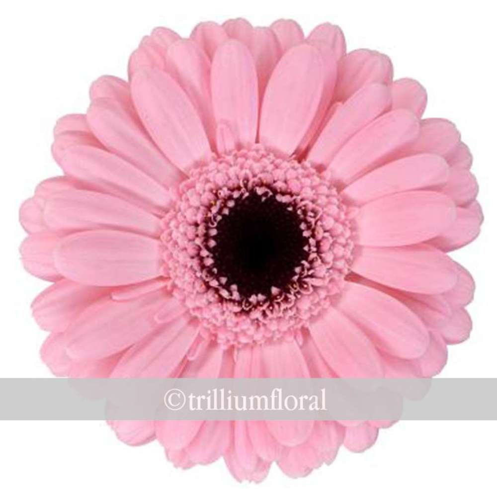 Mini Gerbera - Trillium Floral