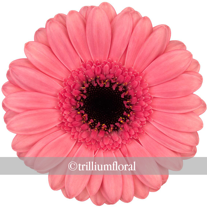 Mini Gerbera - Trillium Floral