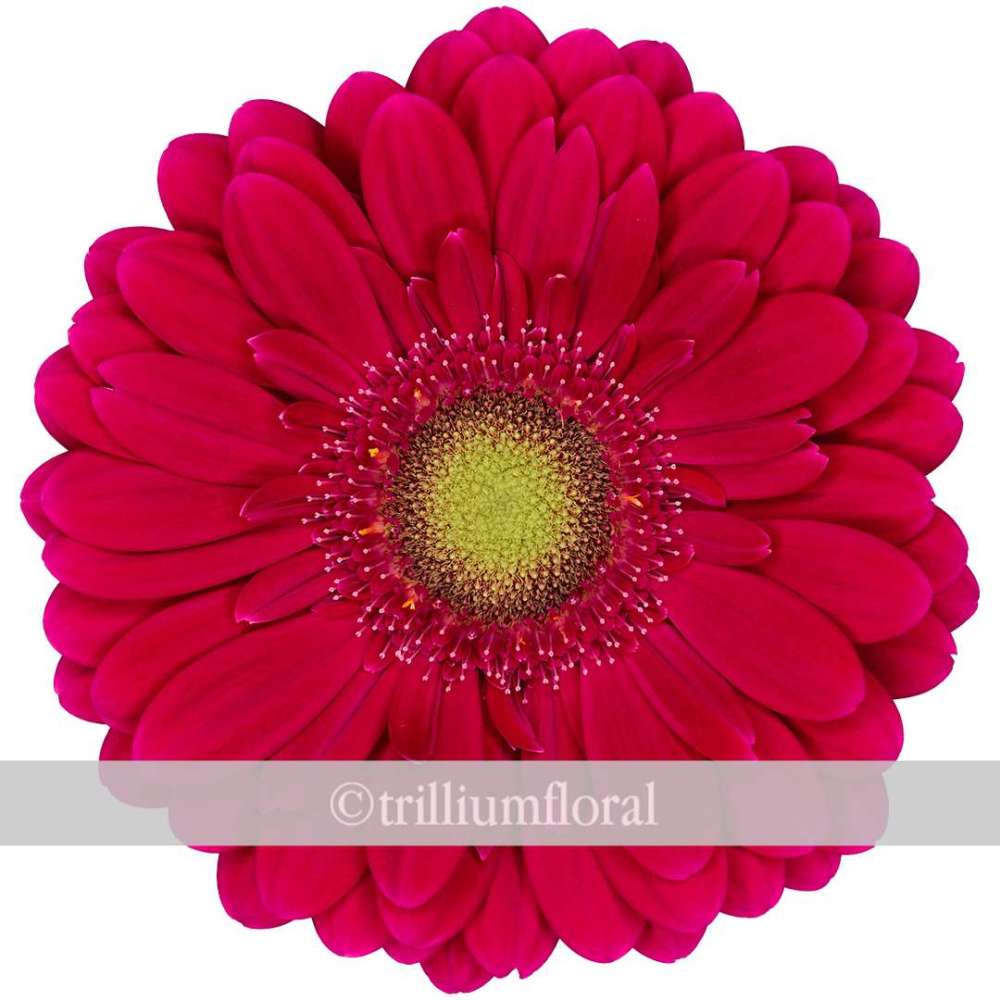 Mini Gerbera - Trillium Floral